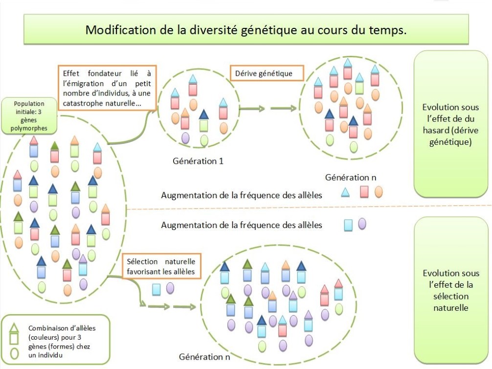 Les forces évolutives – SVT au lycée
