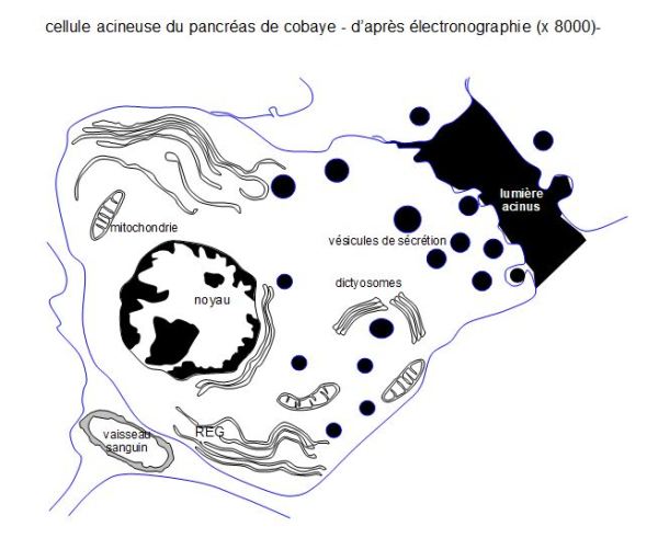 Cellules spécialisées – SVT au lycée