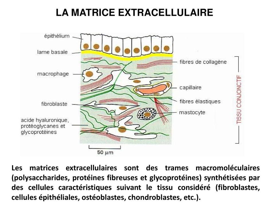 Cellules spécialisées – SVT au lycée