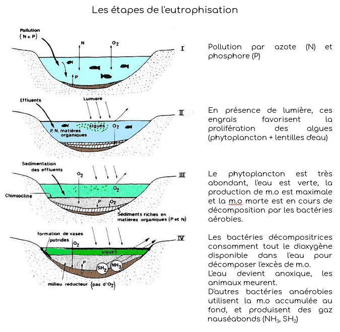 Structure et fonctionnement des agrosystèmes – SVT au lycée