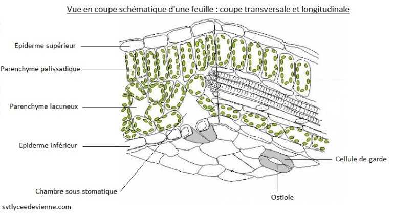 L’organisation fonctionnelle des plantes à fleurs – SVT au lycée