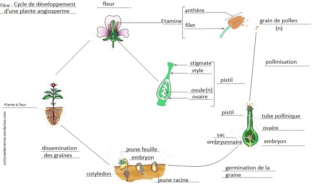 Diagramme Du Cycle De Pollinisation