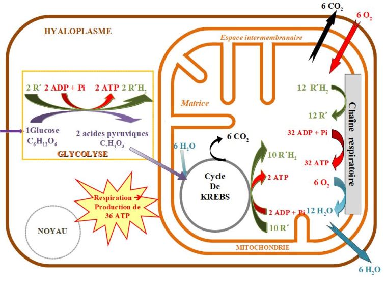 Produire le mouvement : contraction musculaire et apport d’énergie ...
