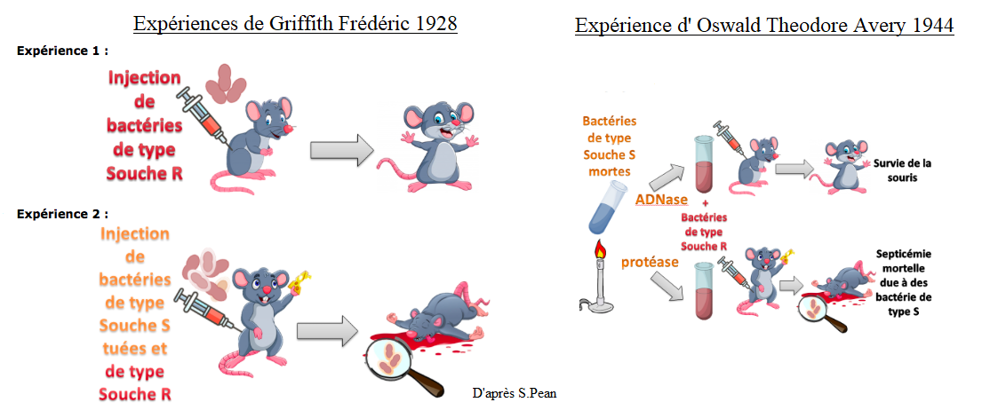 La complexification des génomes : transferts horizontaux et ...