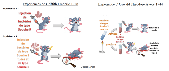 La complexification des génomes : transferts horizontaux et ...