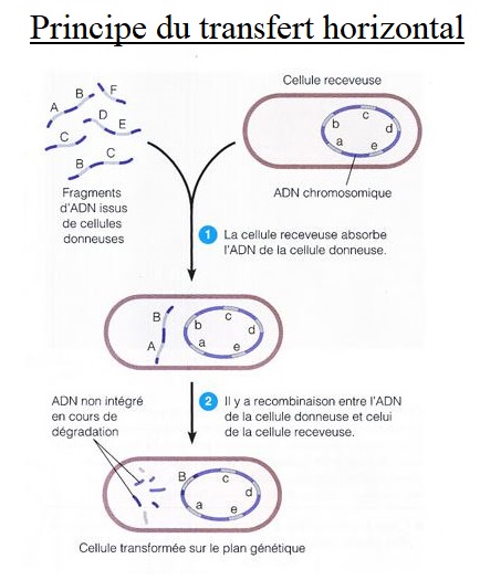 La complexification des génomes : transferts horizontaux et ...