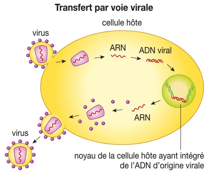 La complexification des génomes : transferts horizontaux et ...