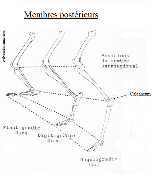 Les concepts de biologie évolutive – SVT au lycée