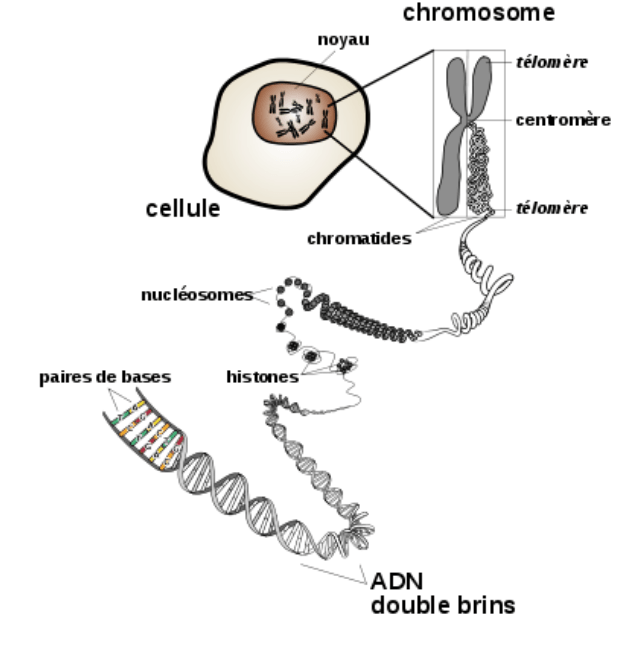 ADN et spécialisation cellulaire – SVT au lycée